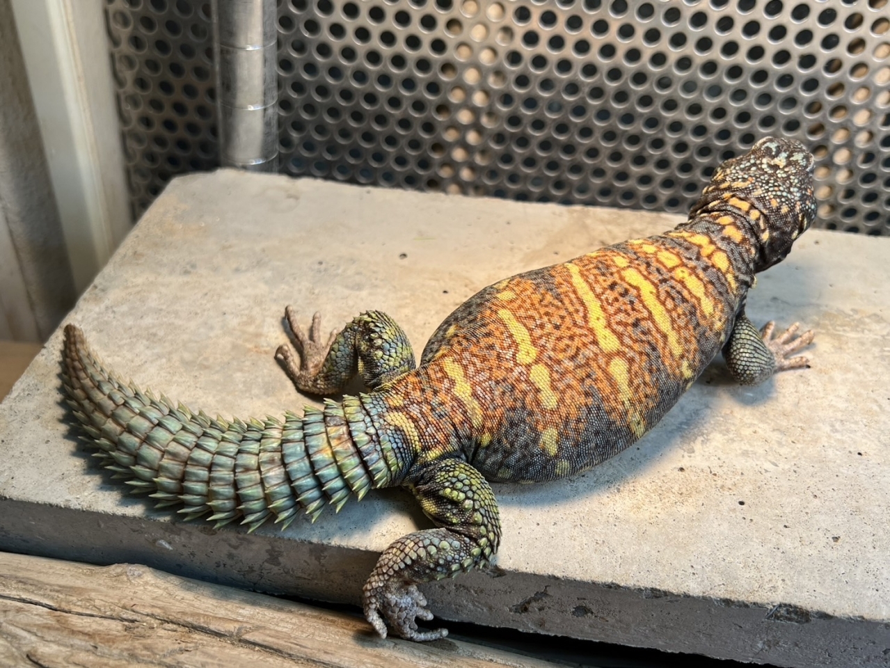 爬虫類ショップ サウリア大東店｜オルナータトゲオアガマ（No.4）